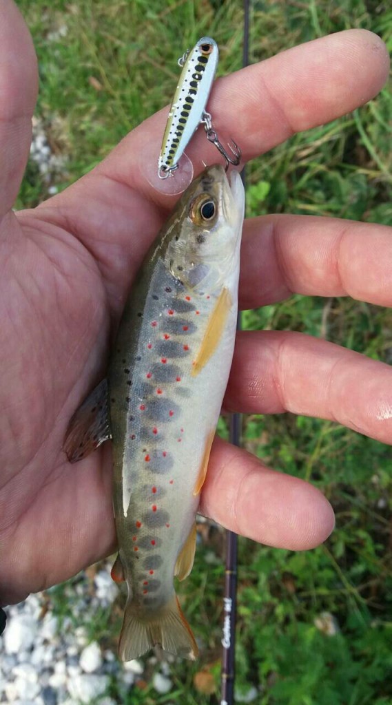 Pastrve – hitno na zatvaranje sezone