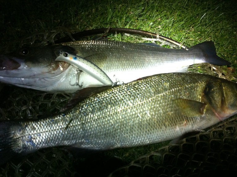 Brancin – jesenska sezona…